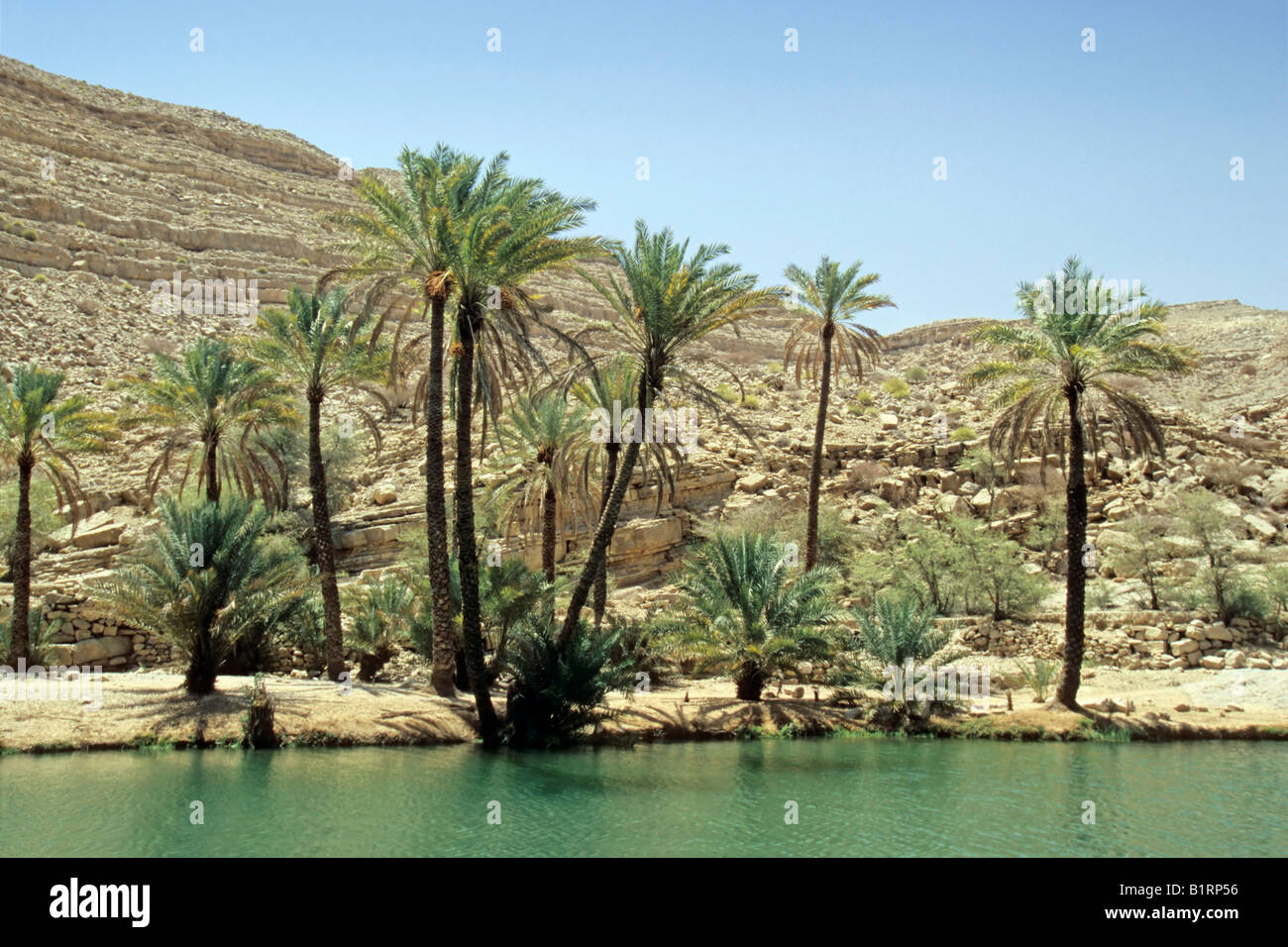 Arabian oasis -Fotos und -Bildmaterial in hoher Auflösung – Alamy
