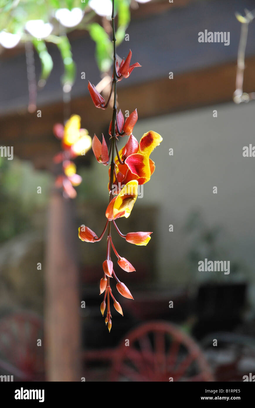 Reben bergsteiger -Fotos und -Bildmaterial in hoher Auflösung – Alamy