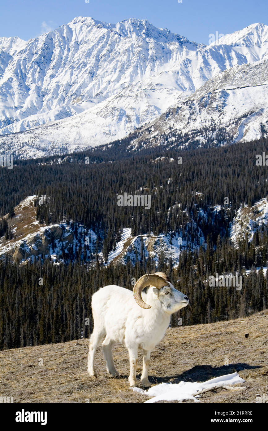 Capped ram -Fotos und -Bildmaterial in hoher Auflösung – Alamy