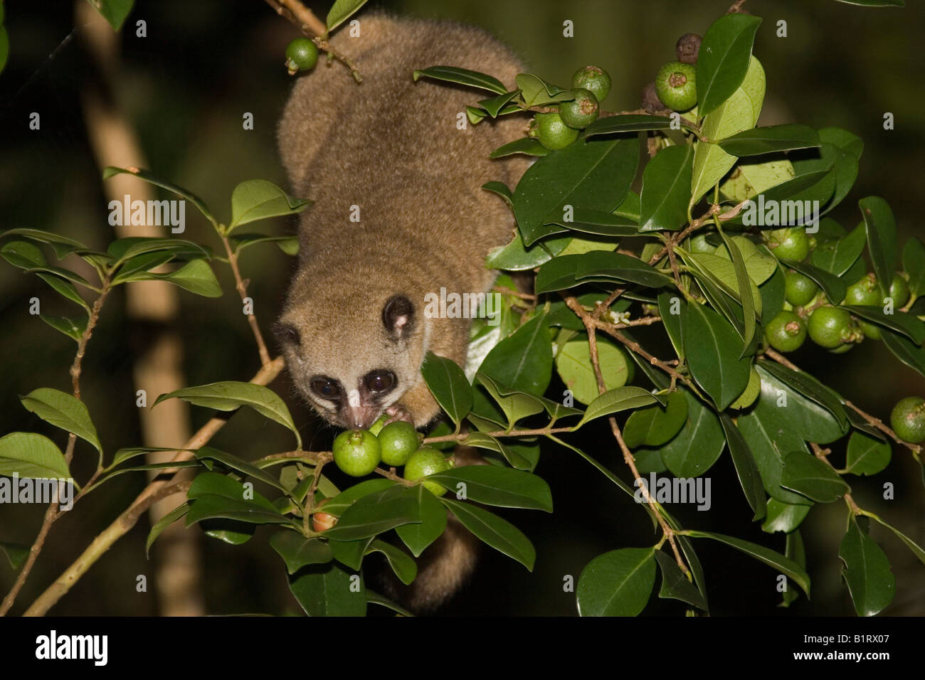 Koboldmaki (Tarsius), Madagaskar, Afrika Stockfotografie - Alamy