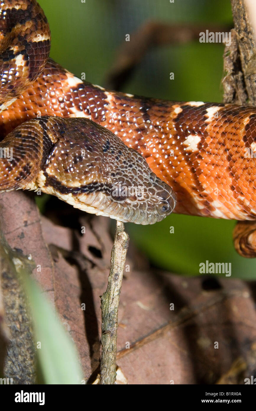 Madagaskar baum boa sanzinia madagascariensis -Fotos und -Bildmaterial ...