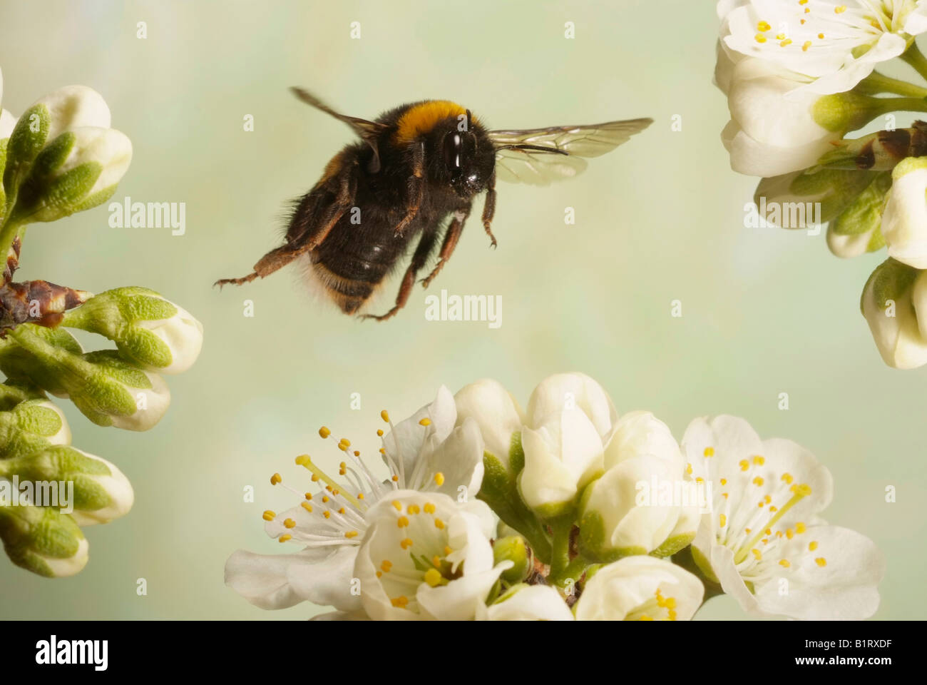 Buff tailed bumblebee -Fotos und -Bildmaterial in hoher Auflösung – Alamy