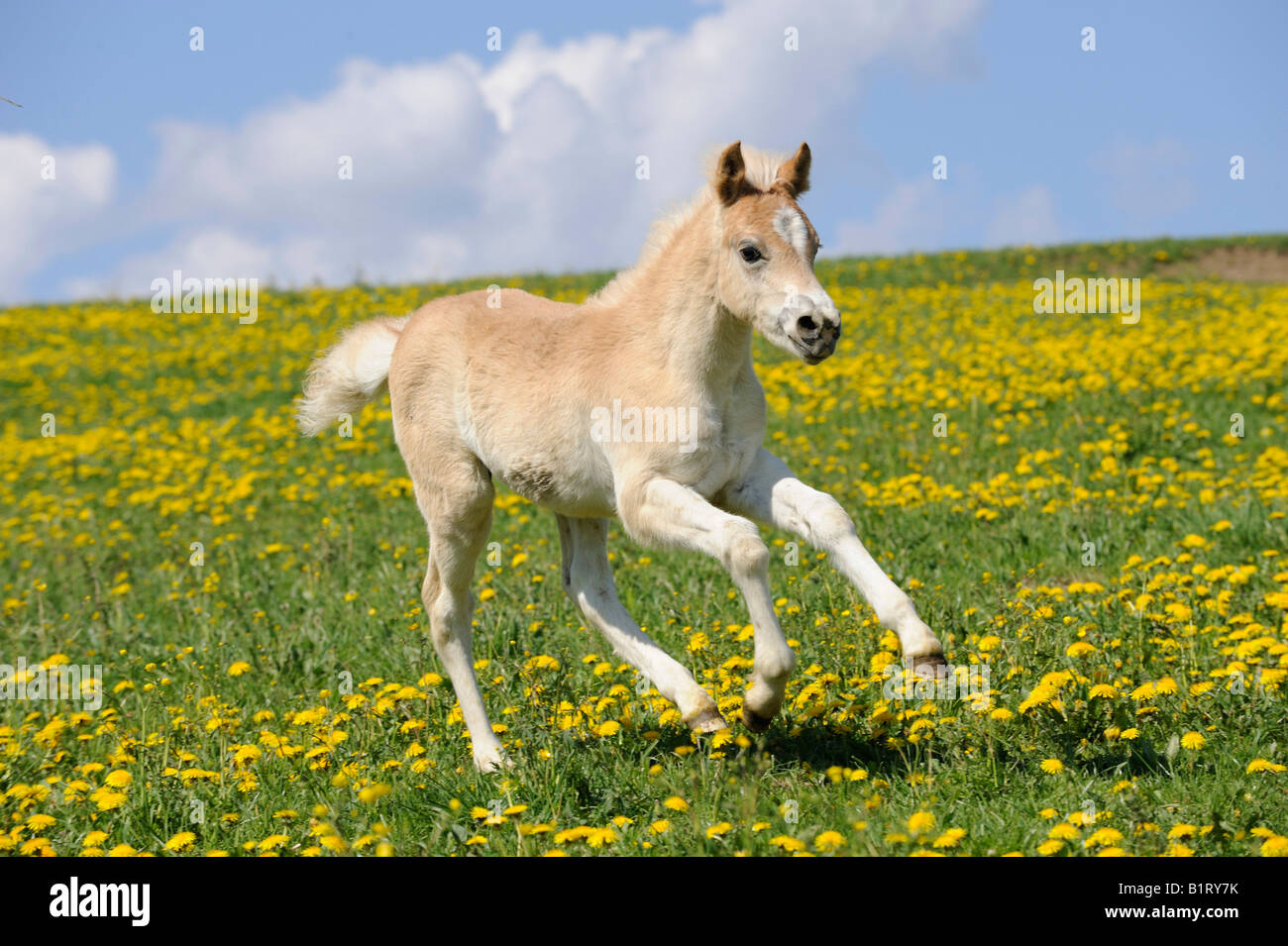 Haflinger jumping -Fotos und -Bildmaterial in hoher Auflösung – Alamy