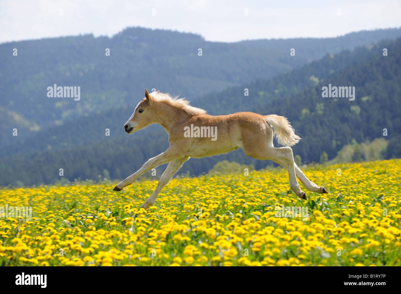 Haflinger horse in gallop -Fotos und -Bildmaterial in hoher Auflösung ...