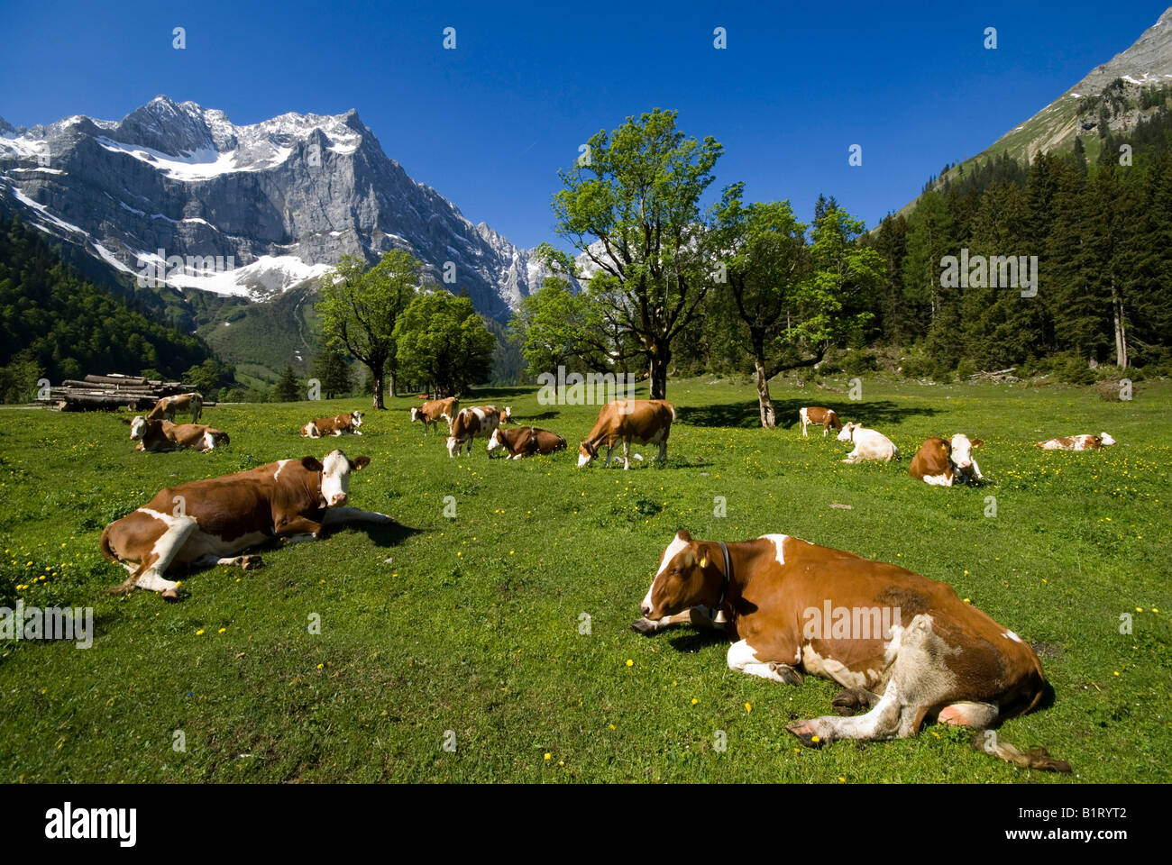 Verlegung und auf der Alm grasen Kühe Eng-Alm, Karwendel-Bereich, Tirol ... Verlegung und auf der Alm grasen Kühe Eng-Alm, Karwendel-Bereich, Tirol ...