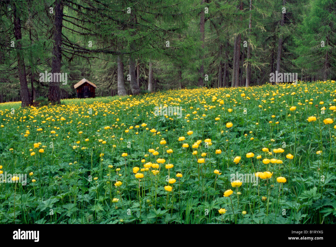 Kultivierte sorten -Fotos und -Bildmaterial in hoher Auflösung – Alamy