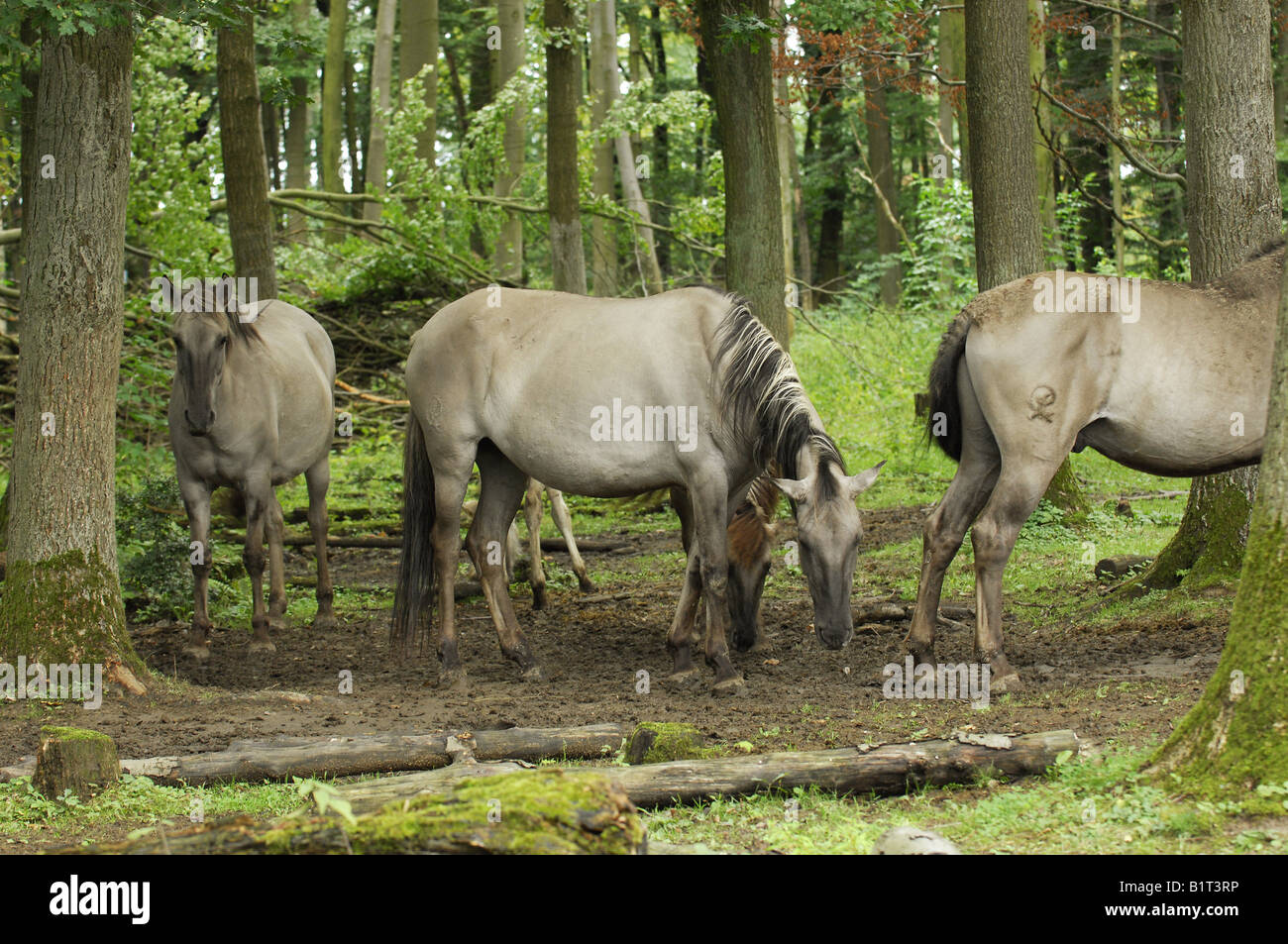 Pferd steht im wald -Fotos und -Bildmaterial in hoher Auflösung - Seite 2 - Alamy
