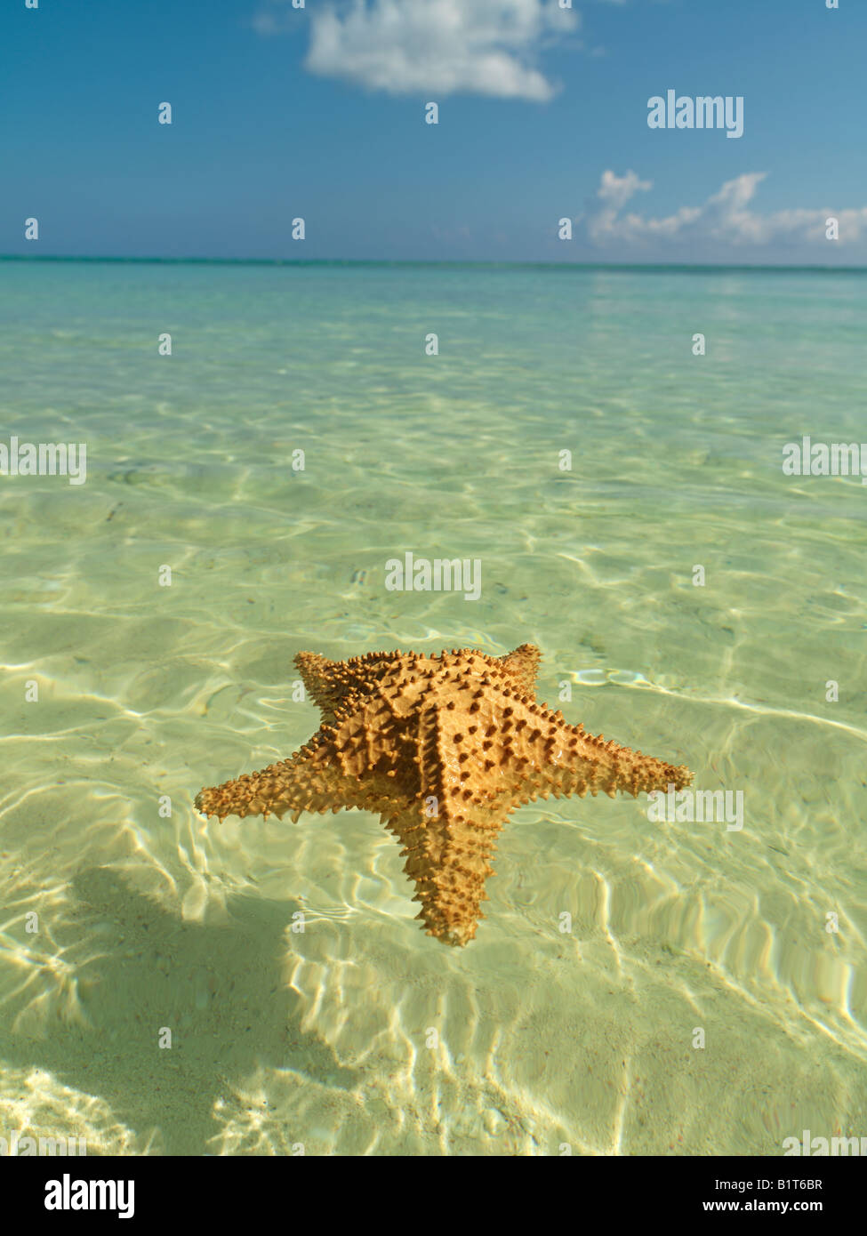 Schwimmender seestern -Fotos und -Bildmaterial in hoher Auflösung – Alamy