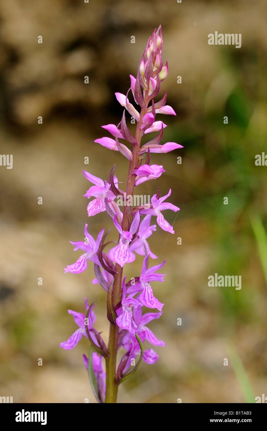 Robuste Marsh Orchid, Dactylorhiza elata, terrestrische Orchidee ...