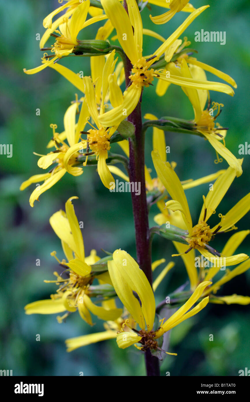 Ligularia die rakete -Fotos und -Bildmaterial in hoher Auflösung – Alamy