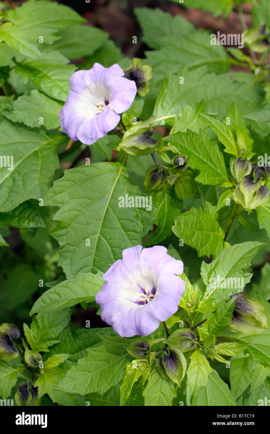 Nicandra physaloides -Fotos und -Bildmaterial in hoher Auflösung – Alamy