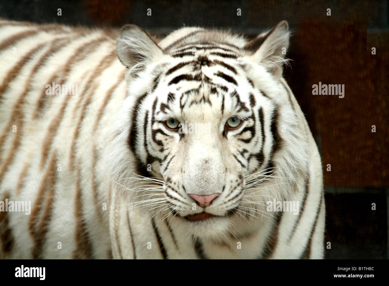 White tiger -Fotos und -Bildmaterial in hoher Auflösung – Alamy