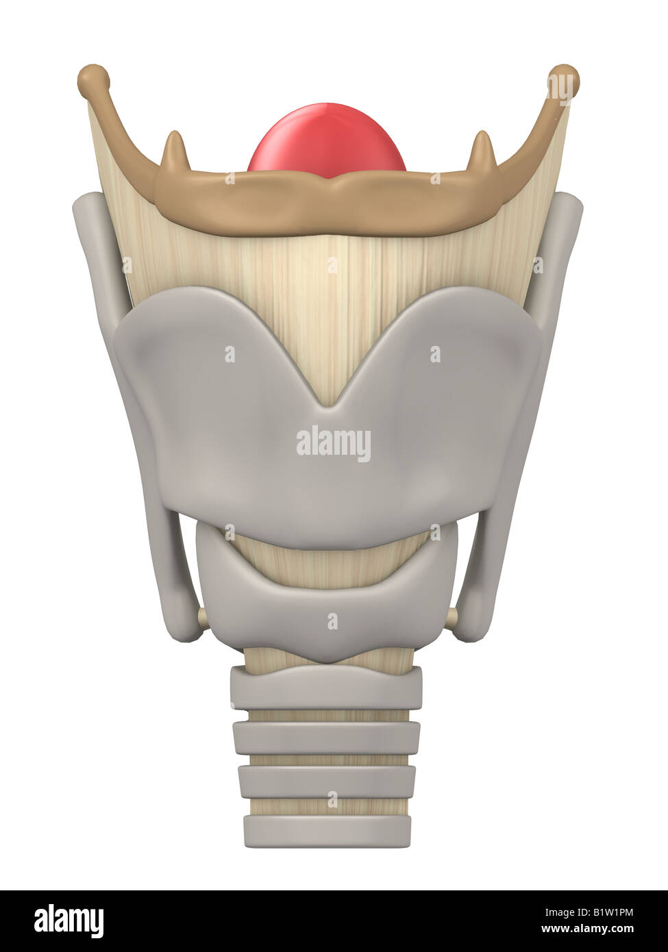 Human larynx anatomy Ausgeschnittene Stockfotos und -bilder - Alamy
