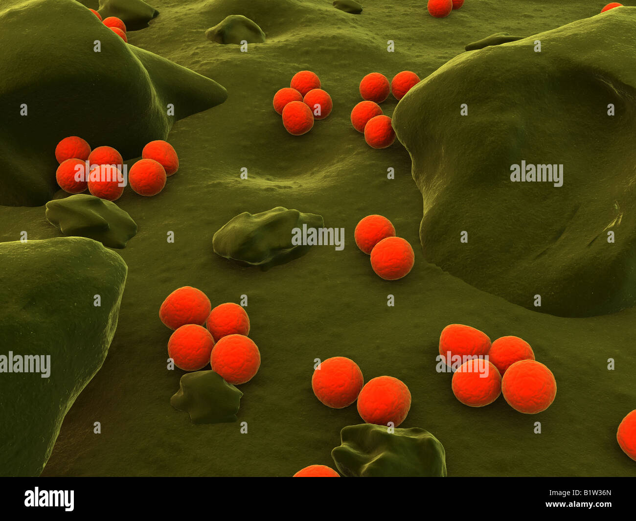 Neisseria gonorrhoeae -Fotos und -Bildmaterial in hoher Auflösung – Alamy