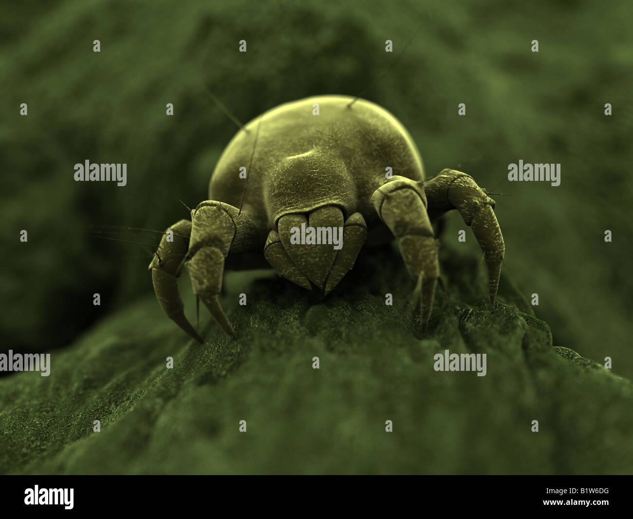 Dust mite -Fotos und -Bildmaterial in hoher Auflösung – Alamy