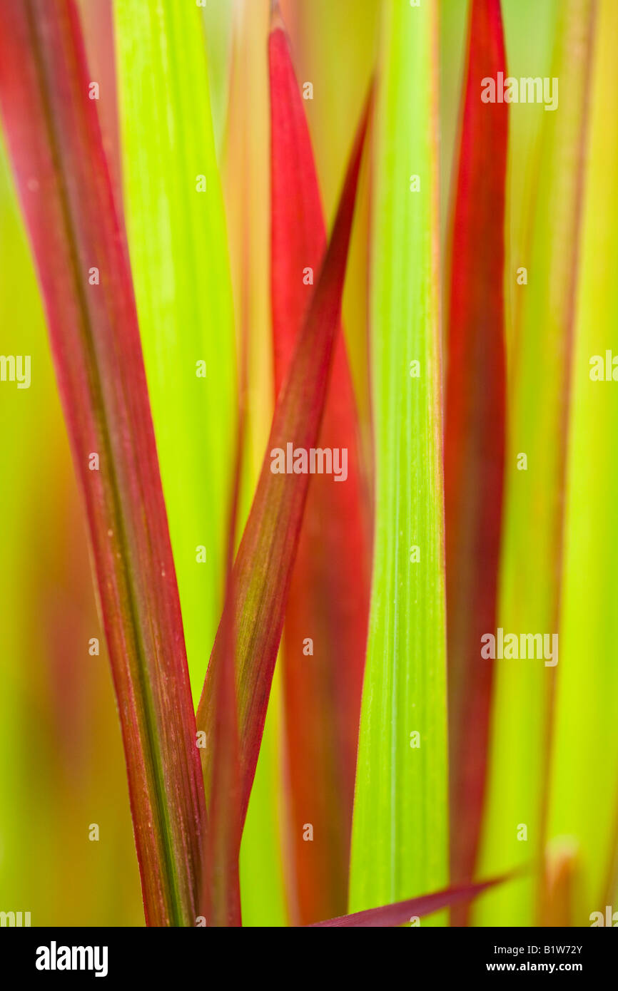Imperata cylindrica rubra -Fotos und -Bildmaterial in hoher Auflösung ...