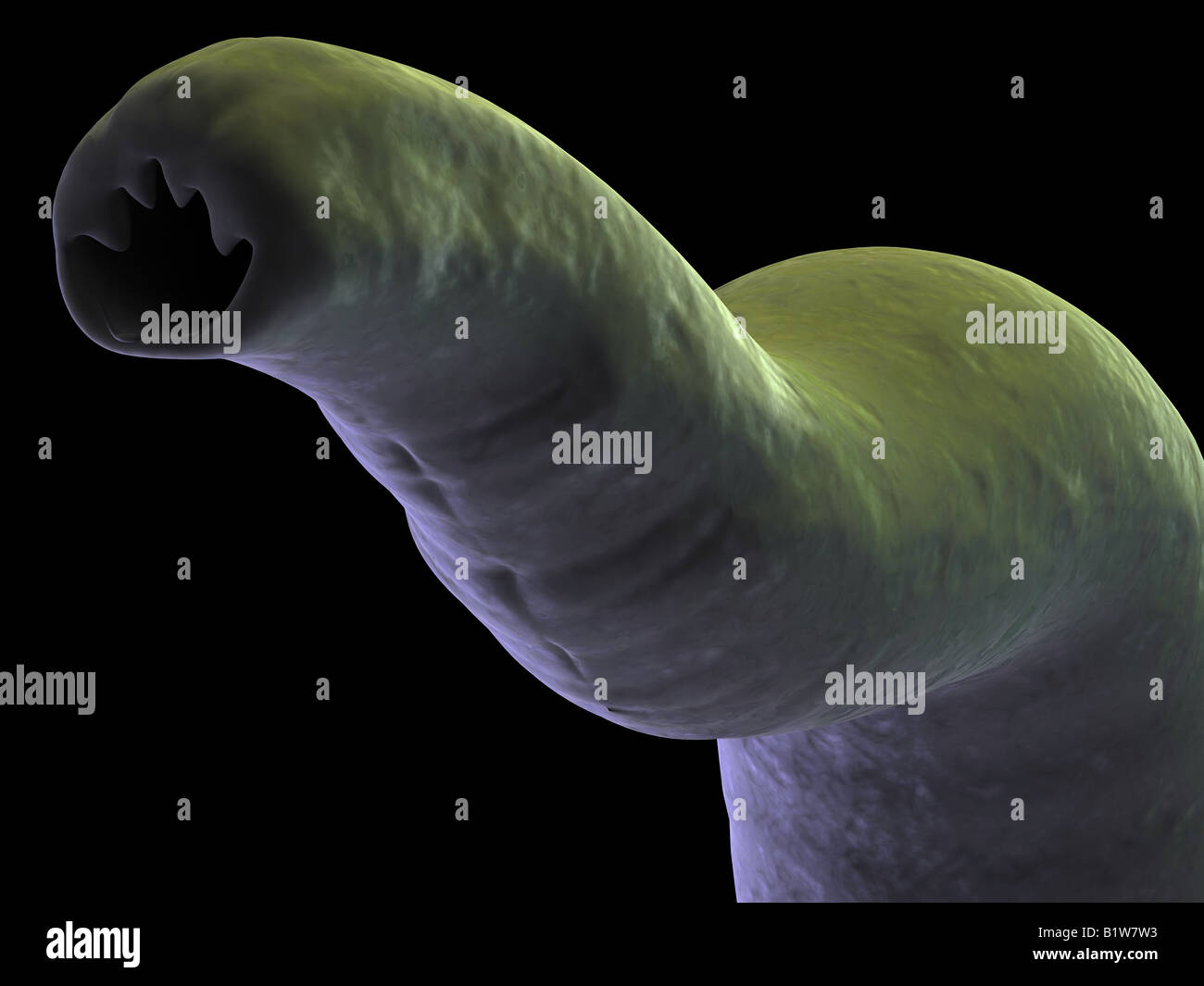 Der wurm -Fotos und -Bildmaterial in hoher Auflösung – Alamy
