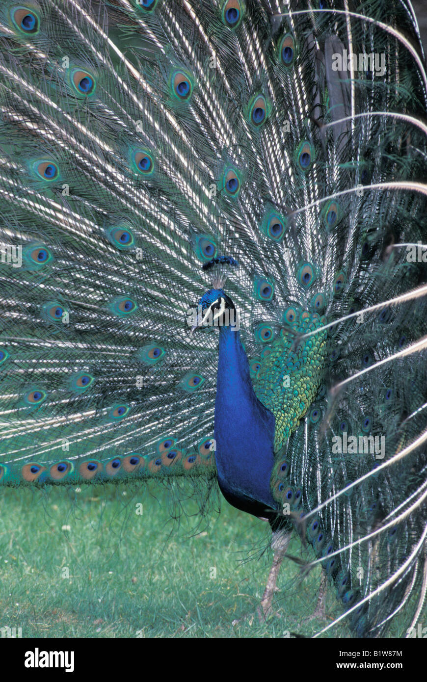Paon Bleu Pfau Pfau Pavo Cristatus männliche Tiere Asien Asien Aves ...