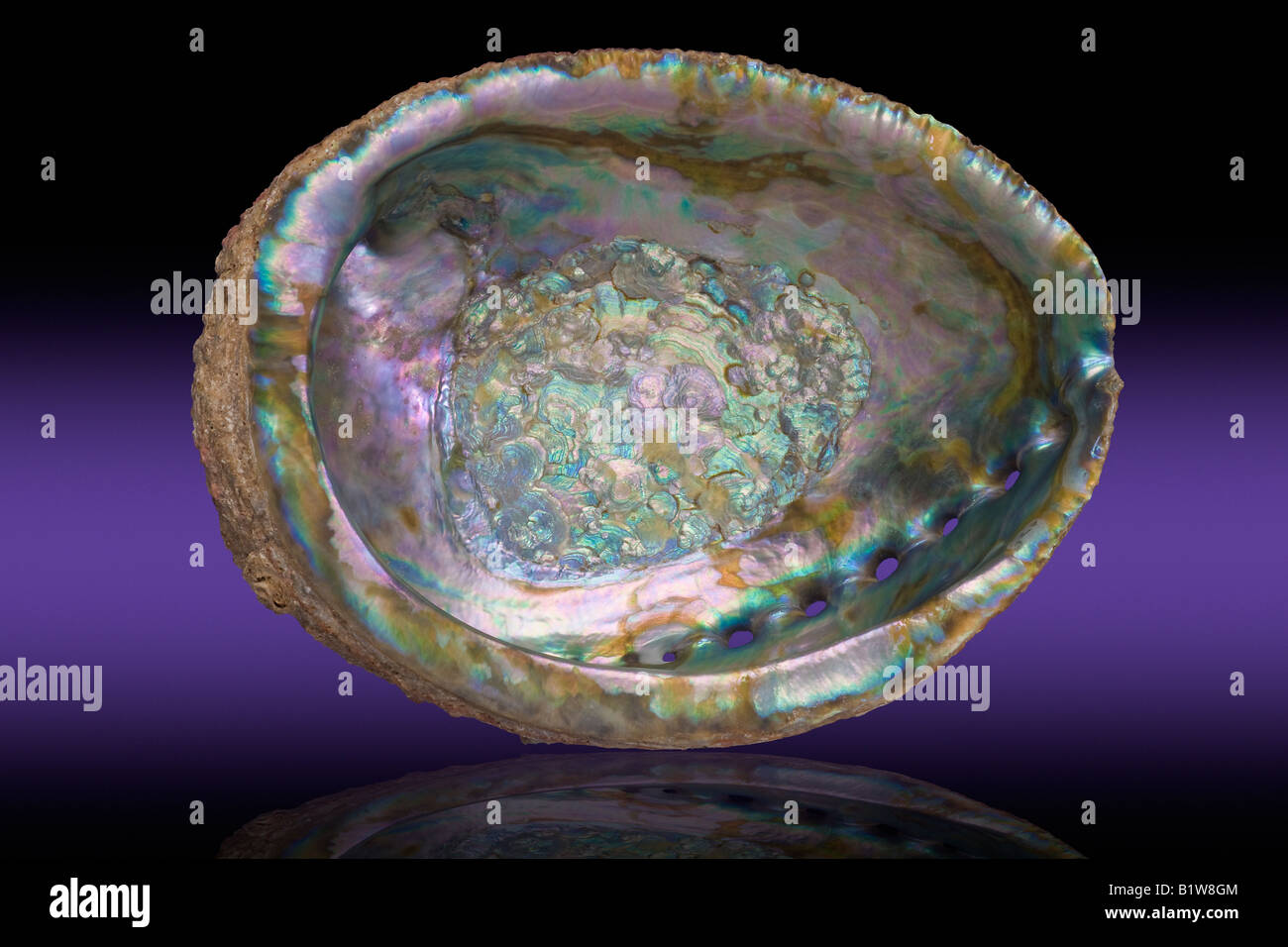 Gastropod shell -Fotos und -Bildmaterial in hoher Auflösung – Alamy