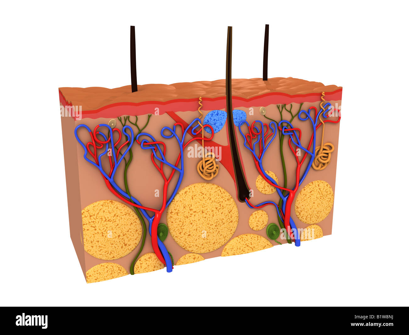 Querschnitt der haut -Fotos und -Bildmaterial in hoher Auflösung – Alamy