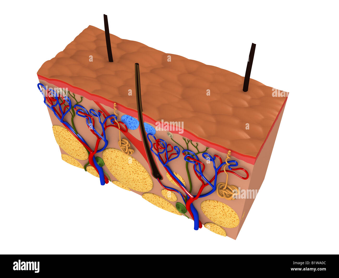 Querschnitt der haut -Fotos und -Bildmaterial in hoher Auflösung – Alamy