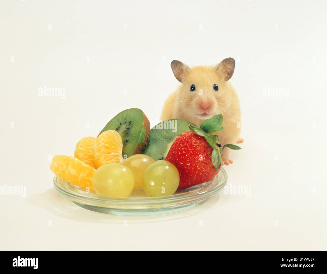Hamster eating grape -Fotos und -Bildmaterial in hoher Auflösung – Alamy