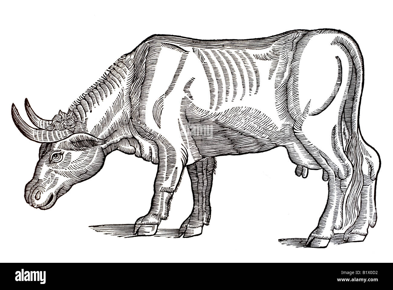 Conrad gesner 1516 1 -Fotos und -Bildmaterial in hoher Auflösung – Alamy