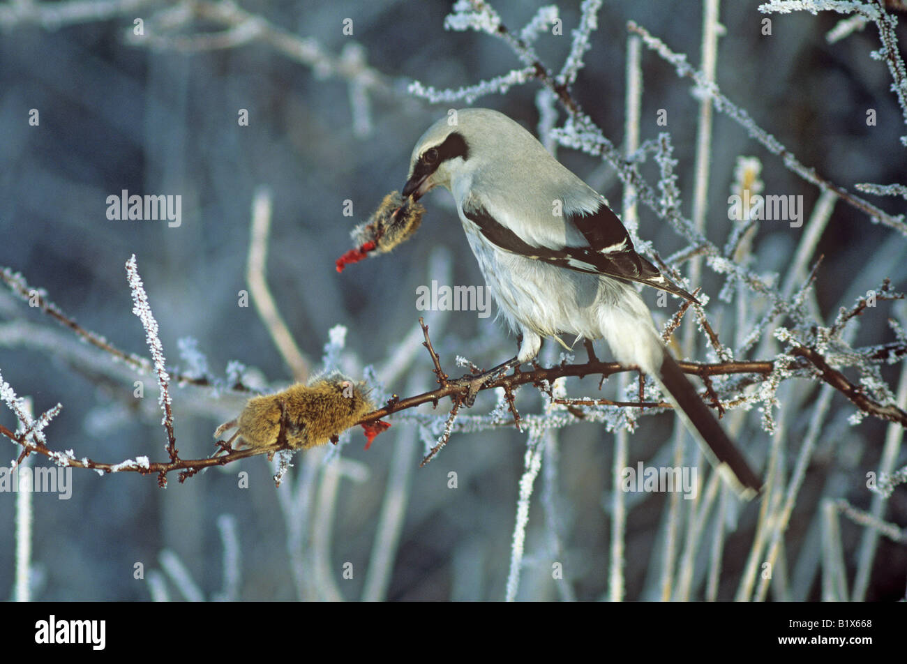 Große graue Würger mit aufgespießt Maus / Lanius Excubitor ...