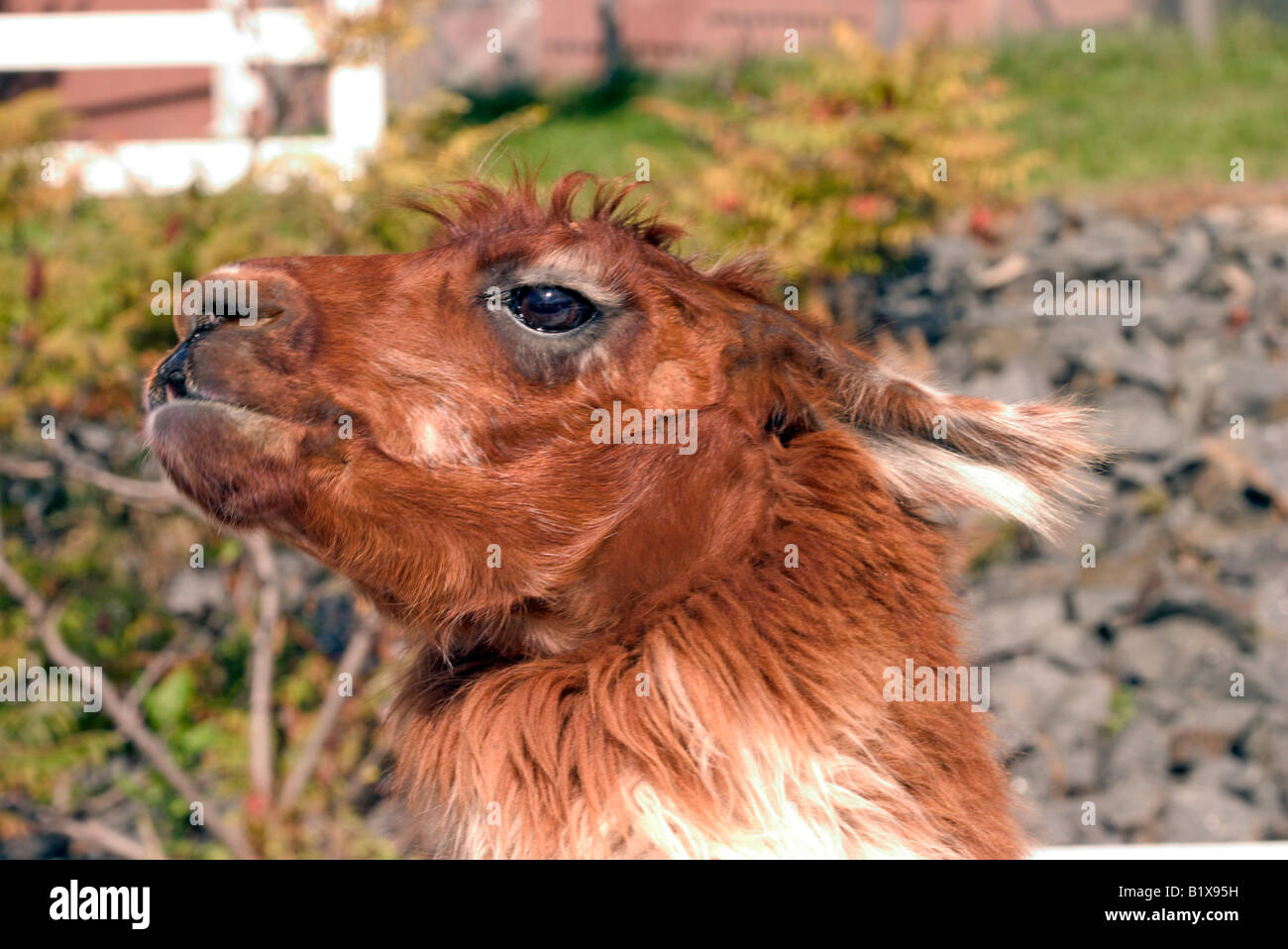 Lama spucken -Fotos und -Bildmaterial in hoher Auflösung – Alamy