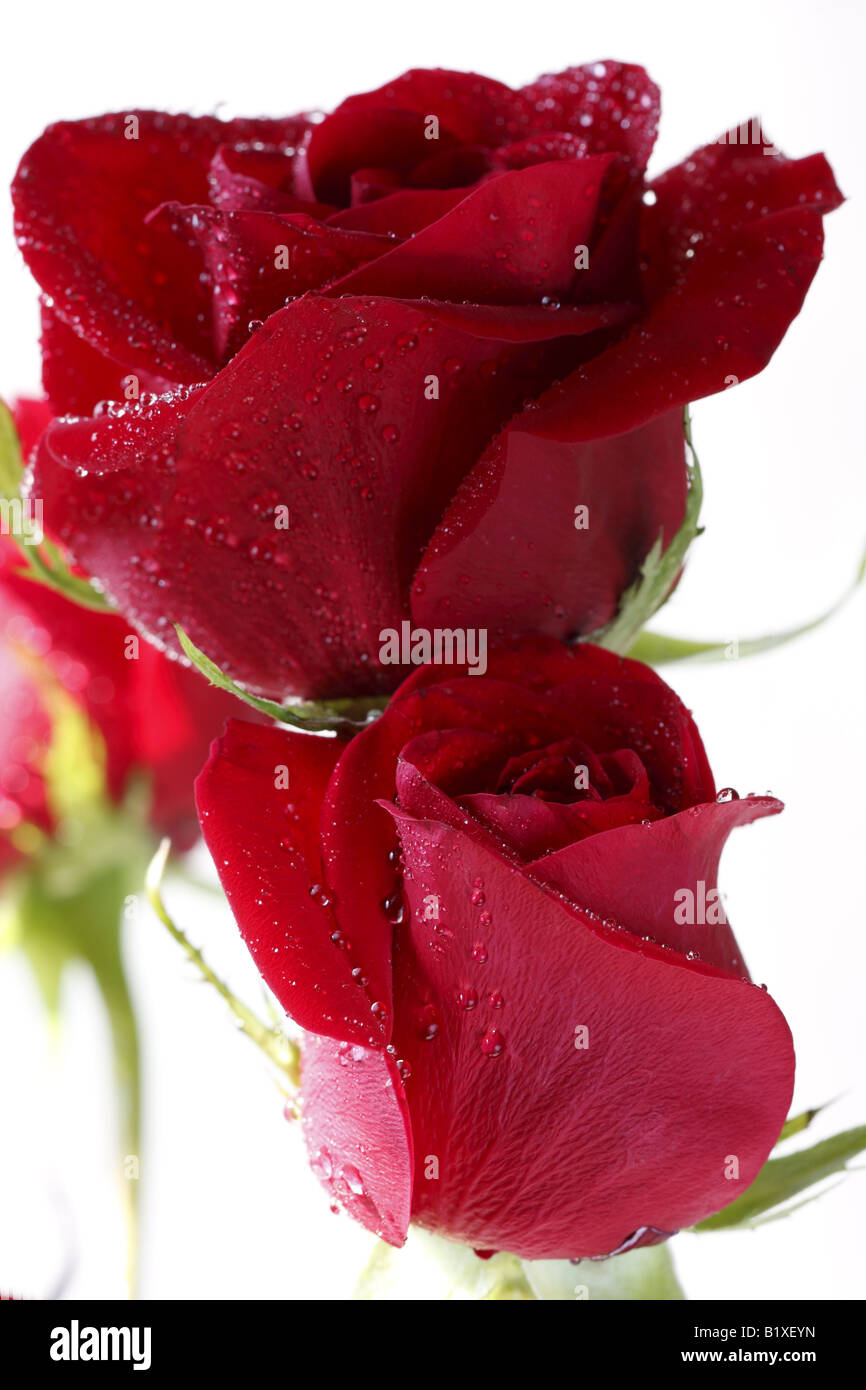Zwei rote rosen -Fotos und -Bildmaterial in hoher Auflösung – Alamy