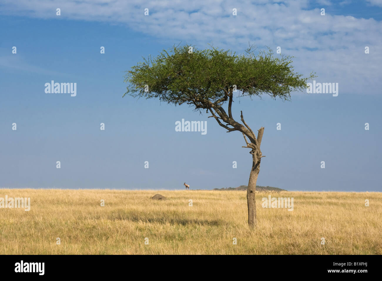 Afrika steppe mit baum -Fotos und -Bildmaterial in hoher Auflösung – Alamy
