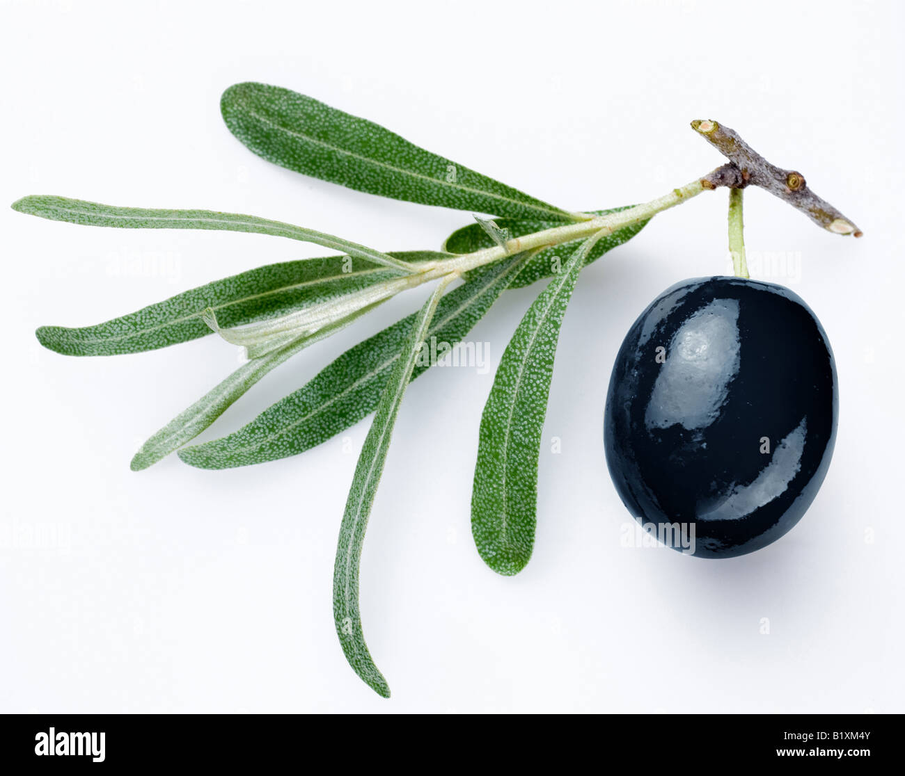 Oliven sie -Fotos und -Bildmaterial in hoher Auflösung – Alamy