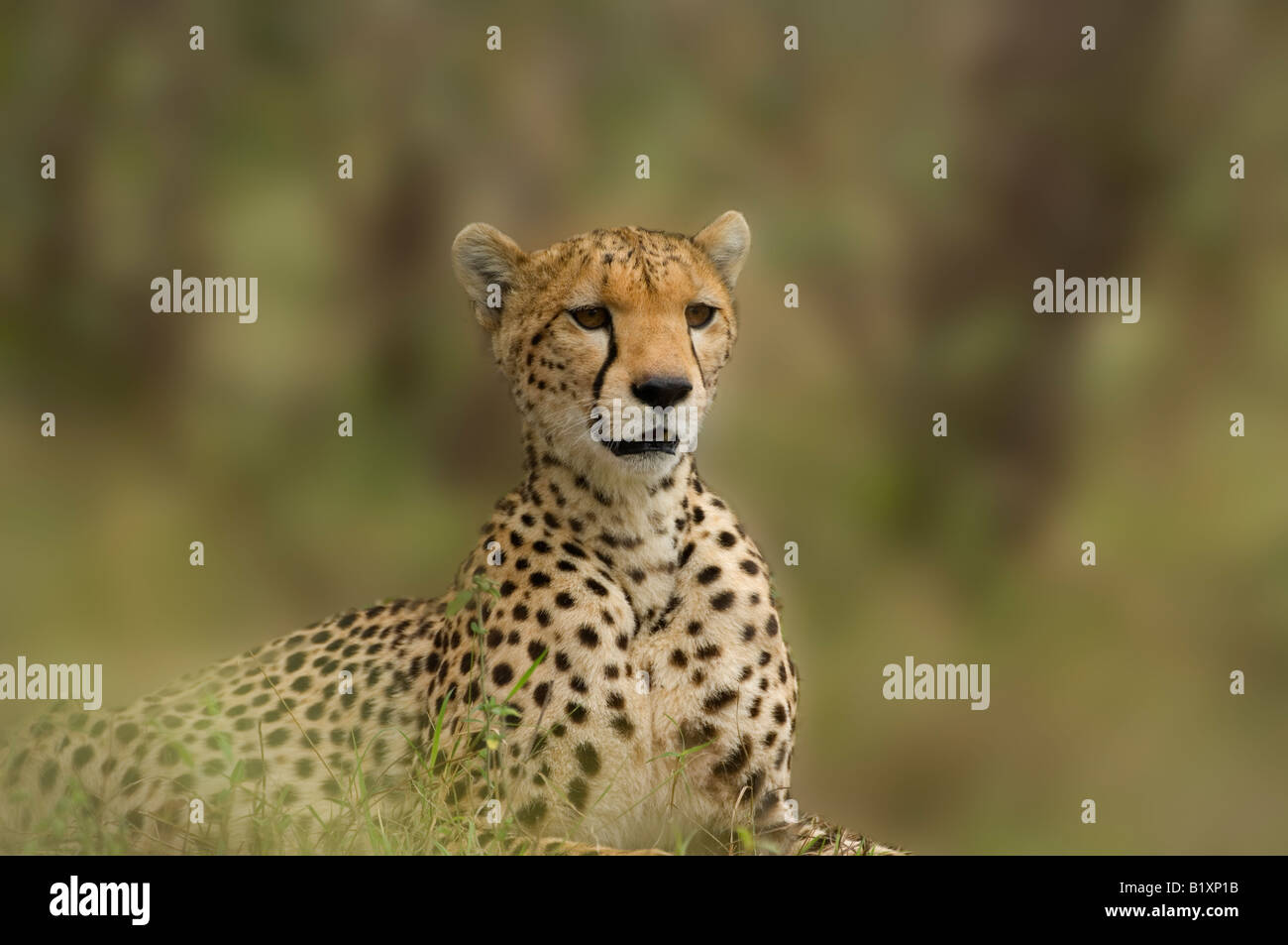 Gepard legen -Fotos und -Bildmaterial in hoher Auflösung – Alamy