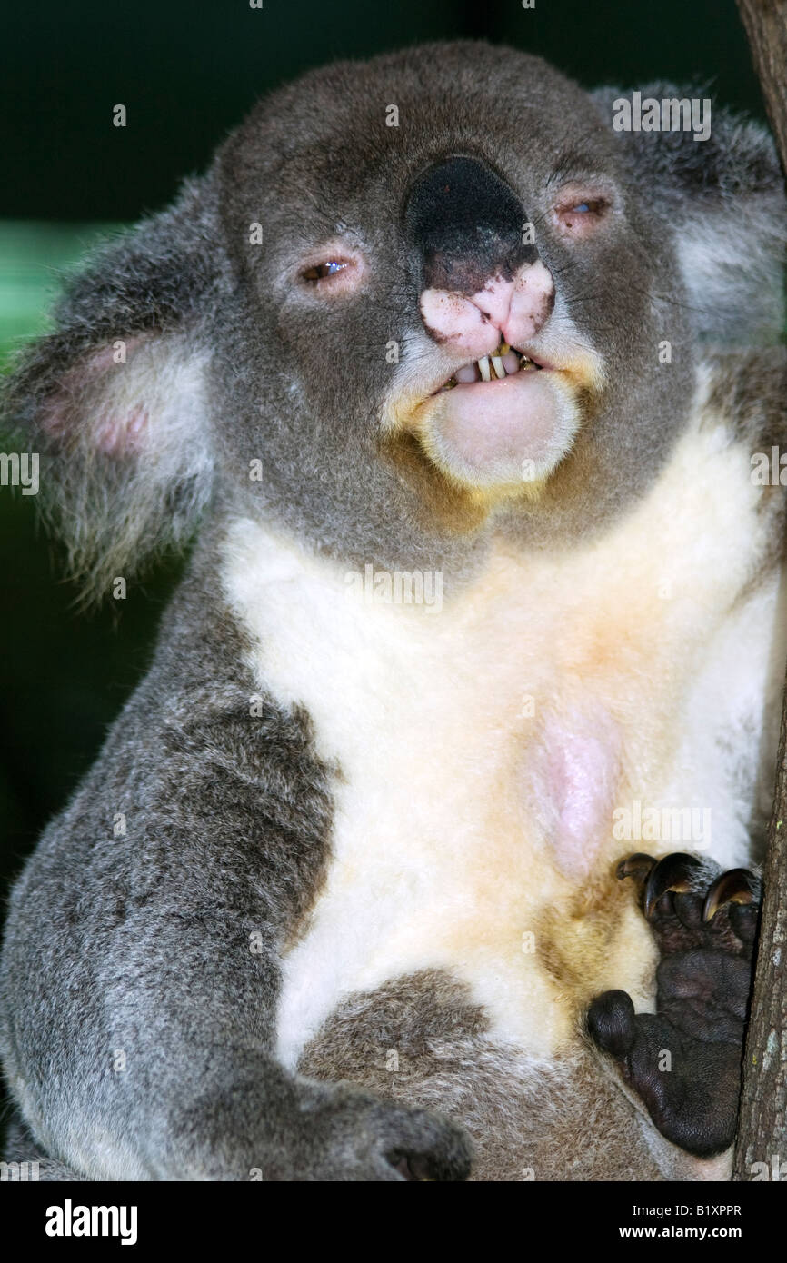 Koala Phascolarctos Cinereus auf Baum Rainforest Habitat Wildlife ...