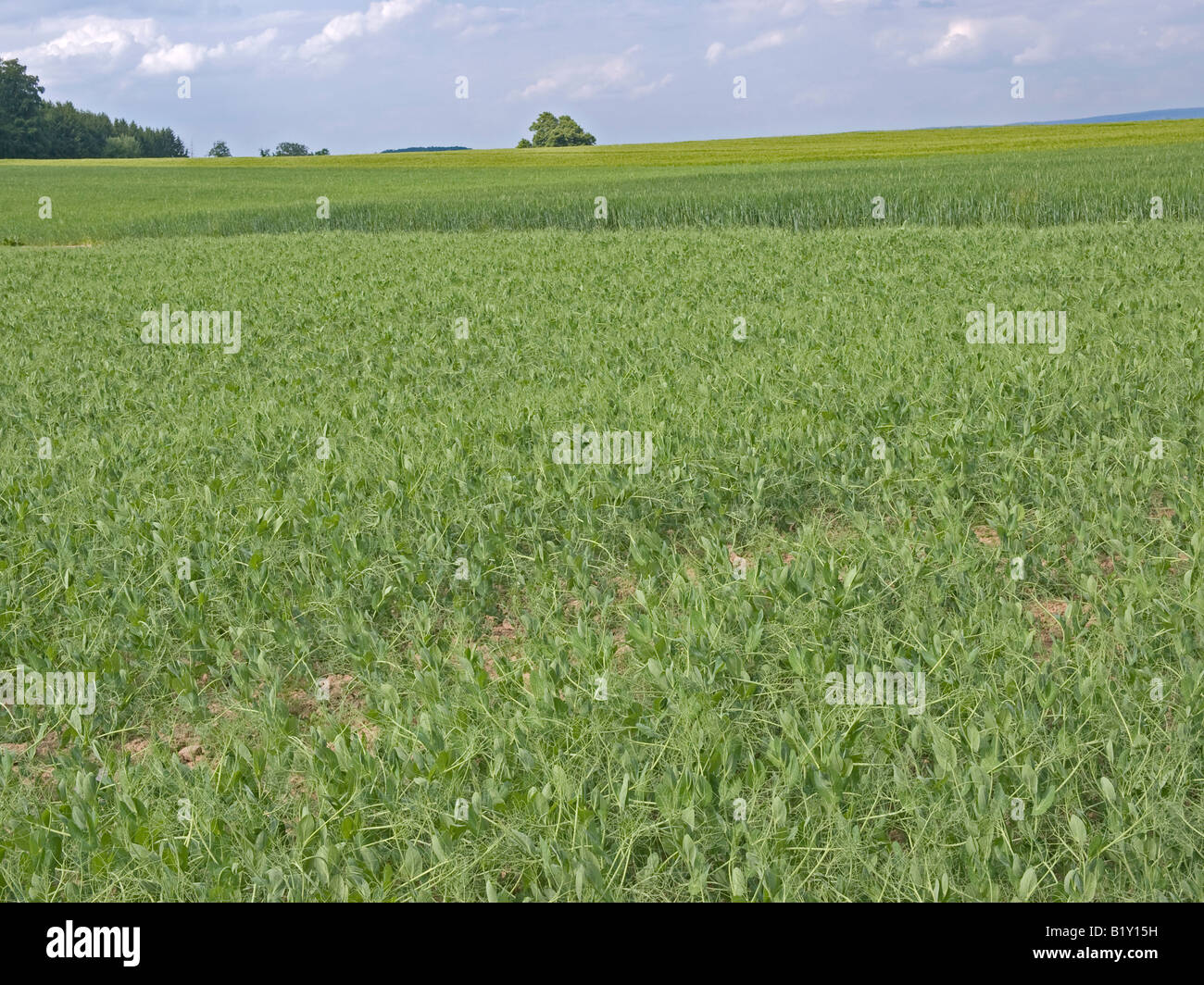 Peas field -Fotos und -Bildmaterial in hoher Auflösung – Alamy