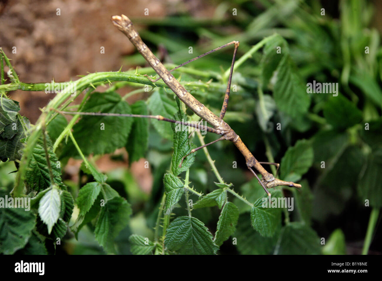 Braunes stockinsekt -Fotos und -Bildmaterial in hoher Auflösung – Alamy