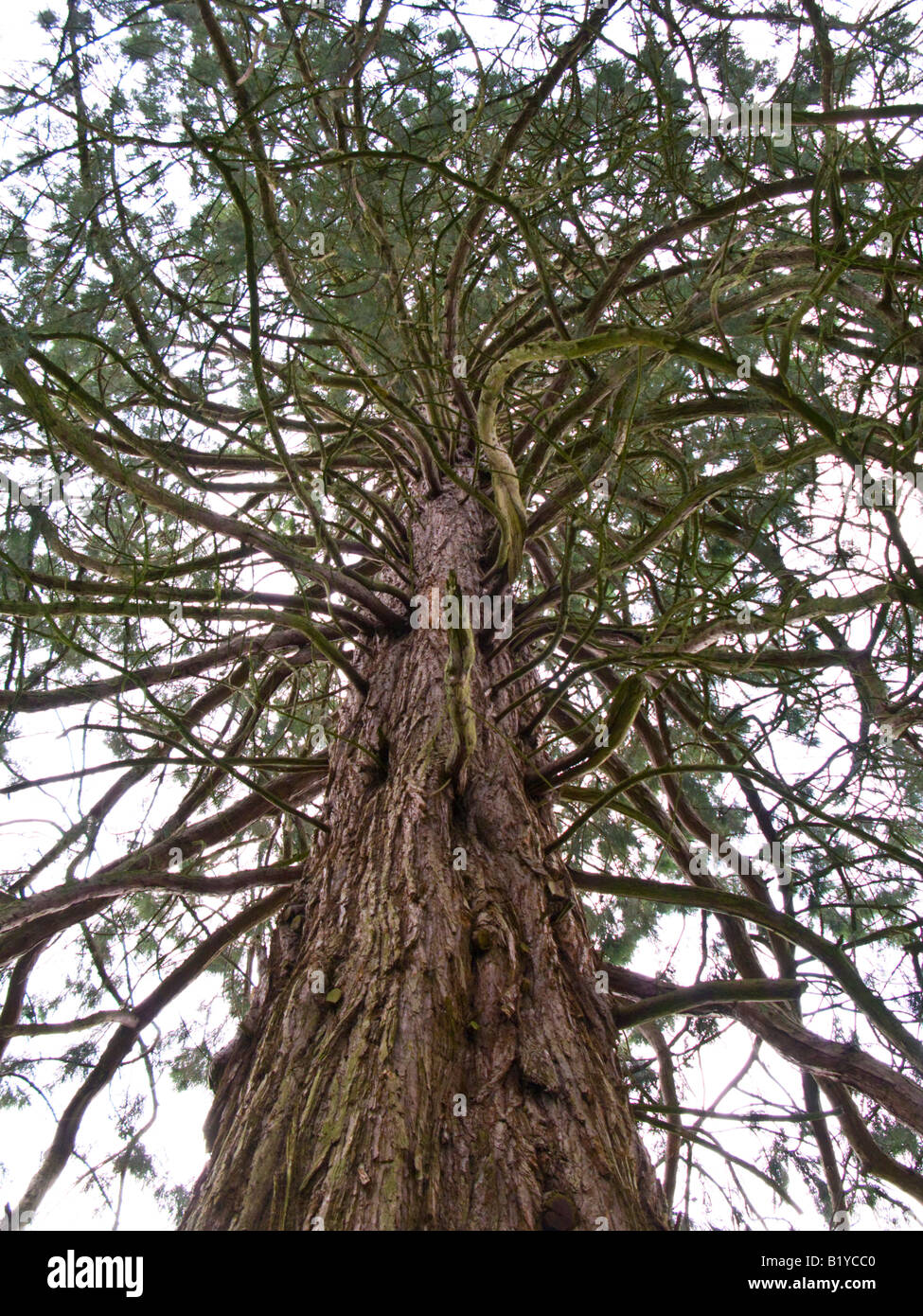 Riesiger nadelbaum -Fotos und -Bildmaterial in hoher Auflösung – Alamy