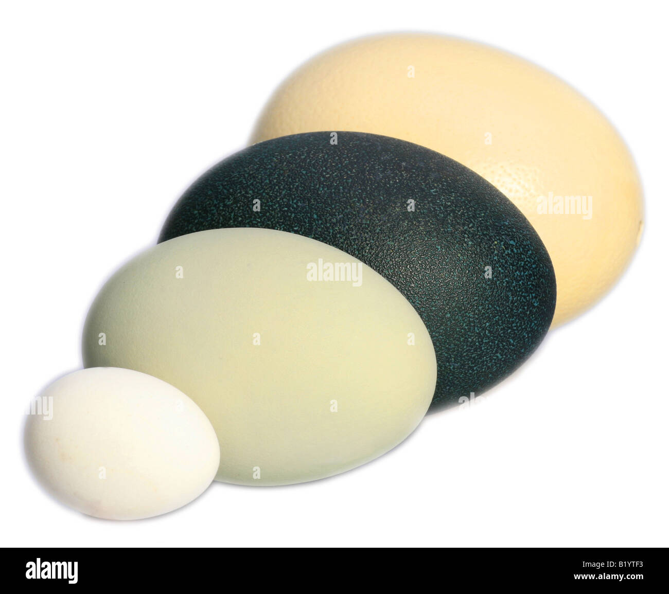 Größenvergleich der Eier der größten Straußenei der Welt WWU ...