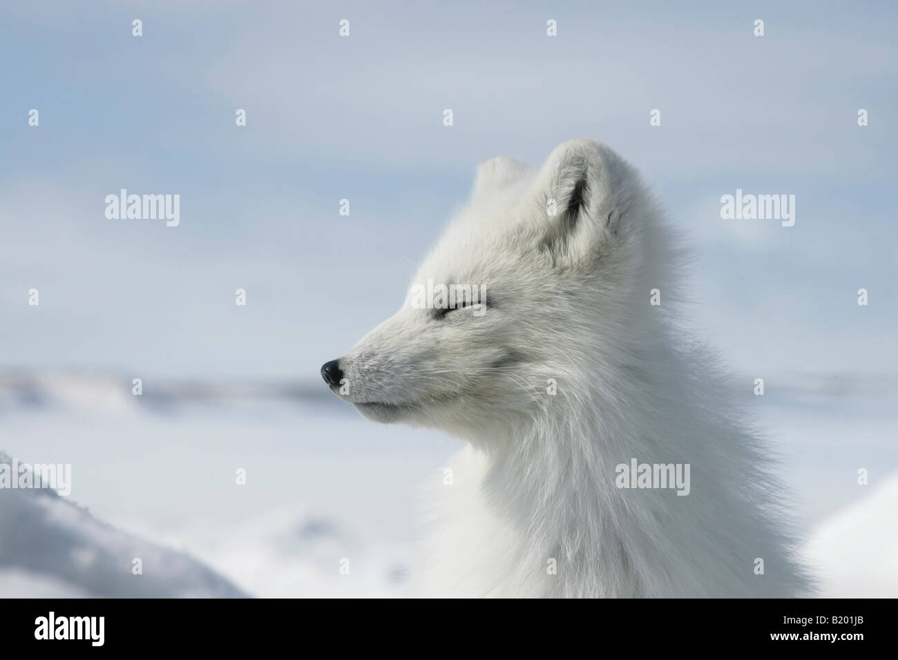 Lustiger fuchs -Fotos und -Bildmaterial in hoher Auflösung – Alamy