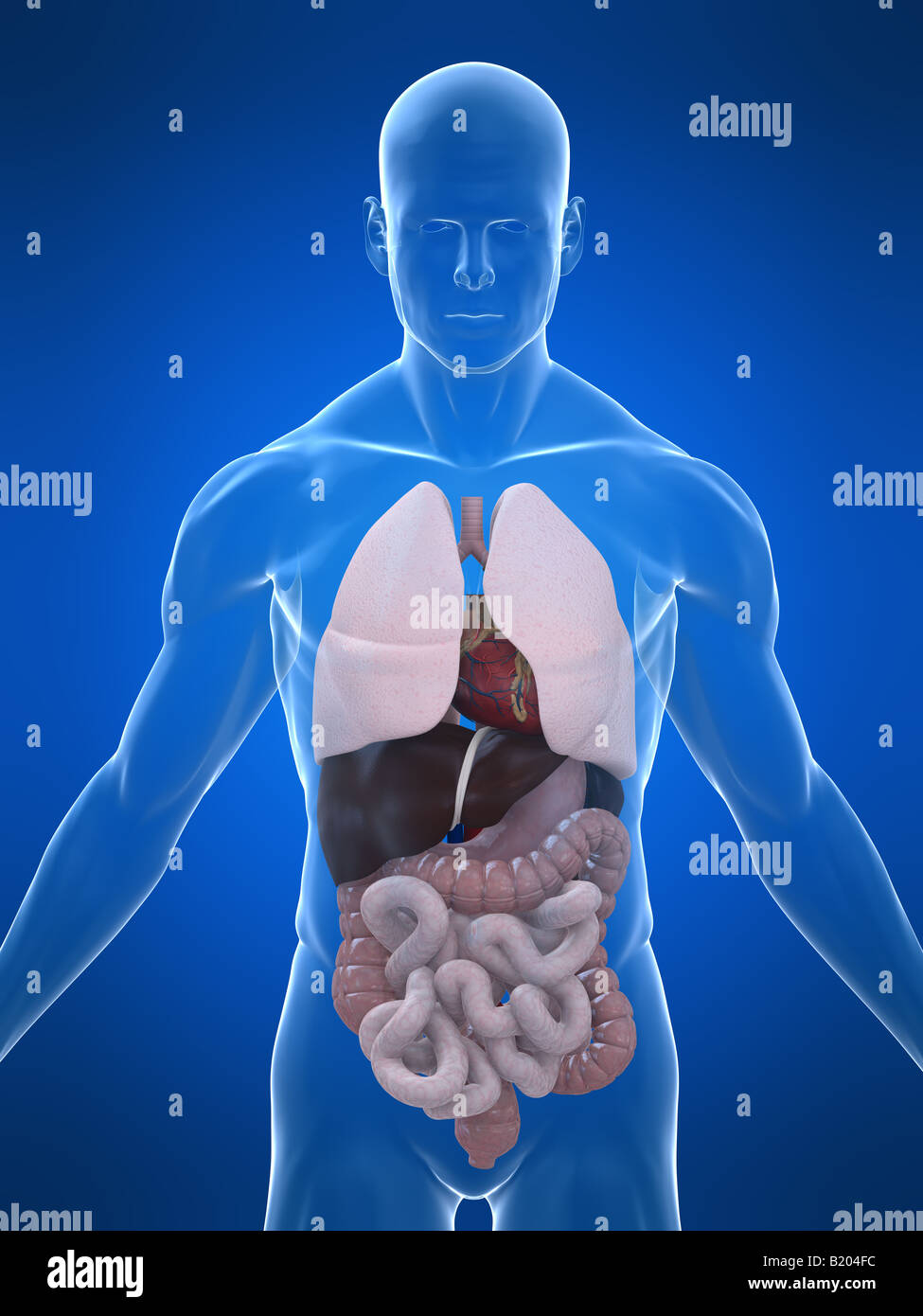 Abdominal Organs Stockfotos & Abdominal Organs Bilder - Alamy