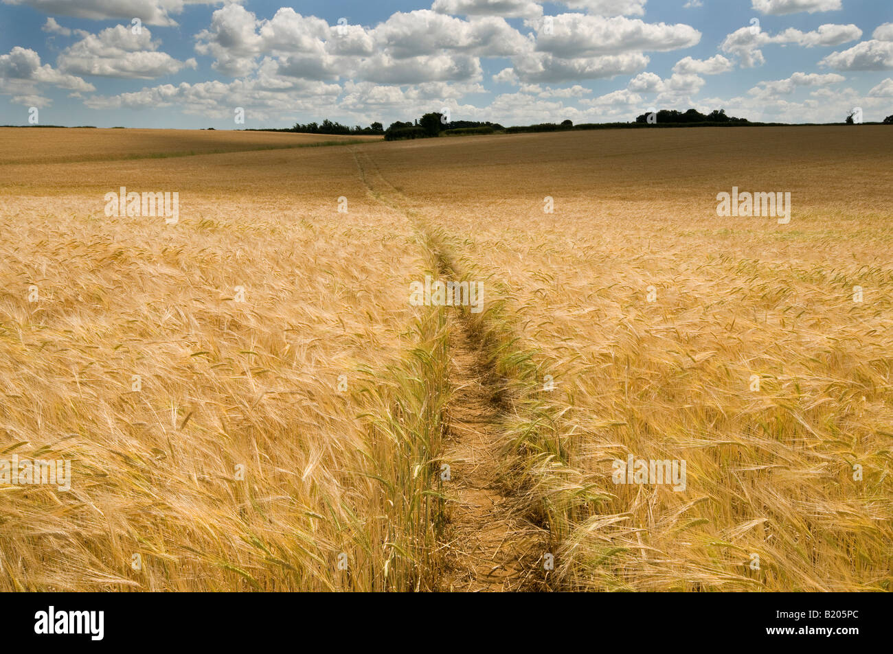 Feldweg getreide getreide -Fotos und -Bildmaterial in hoher Auflösung ...