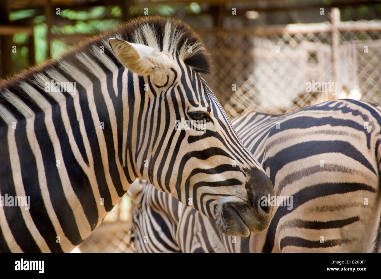 Seitliches gesicht zebra hautnah -Fotos und -Bildmaterial in hoher ...