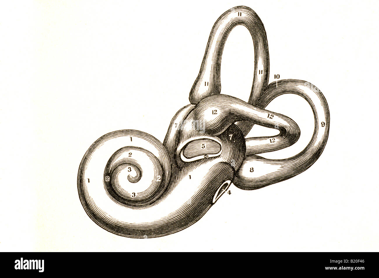 Anatomie Des Menschlichen Ohrs Stockfotos und -bilder Kaufen - Alamy