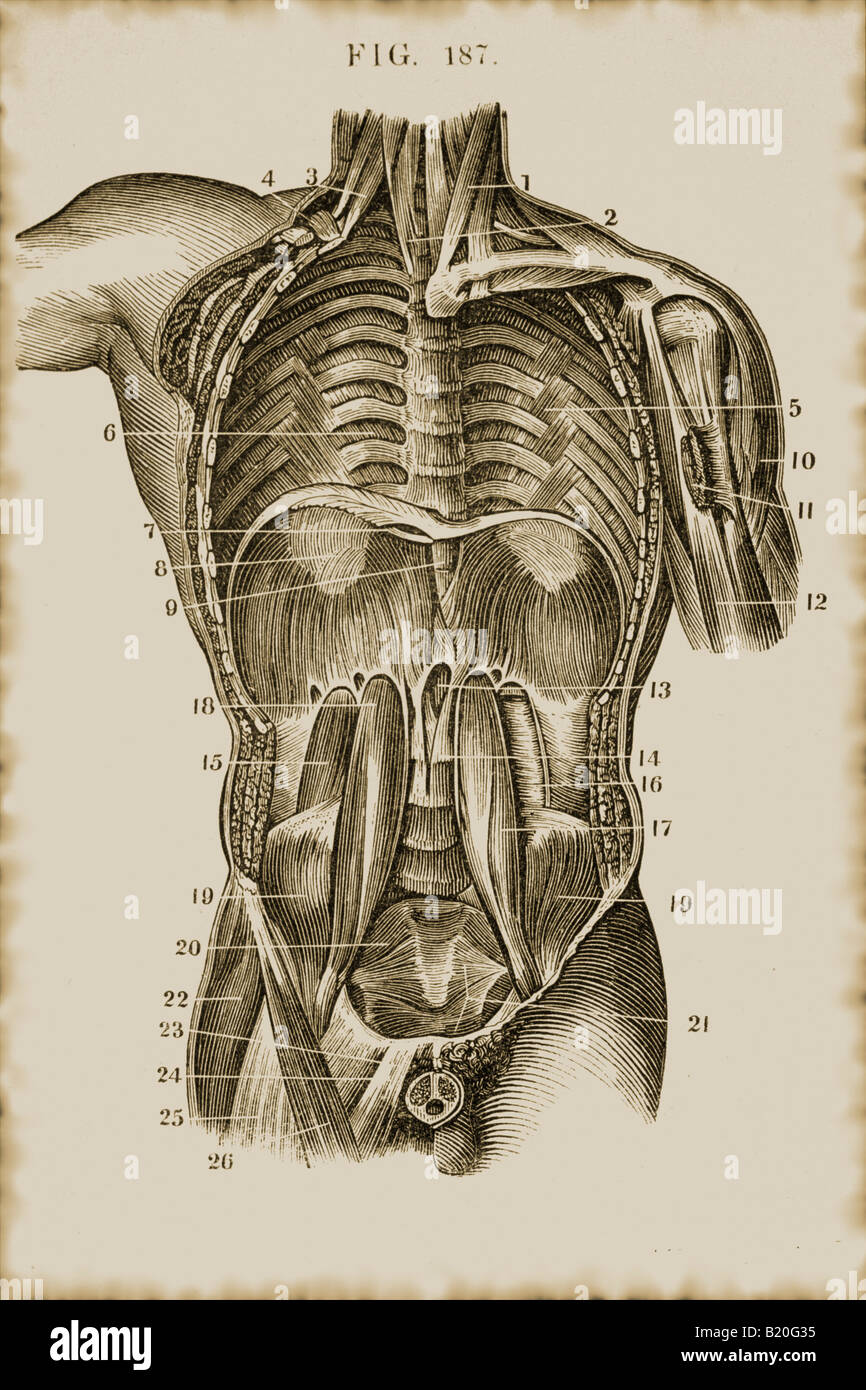 ABBILDUNG BRUST BAUCH MUSKELN UND HOHLRÄUME Stockfotografie - Alamy