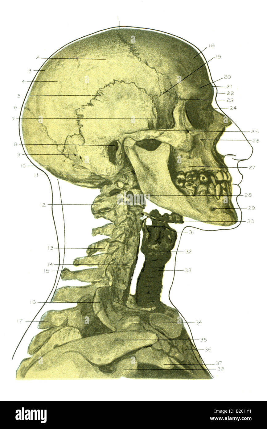 Hals gesicht anatomie -Fotos und -Bildmaterial in hoher Auflösung – Alamy