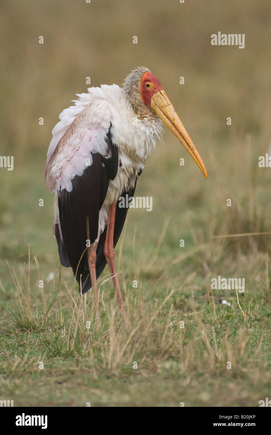 Gelbschnabelstorch in freier wildbahn -Fotos und -Bildmaterial in hoher ...