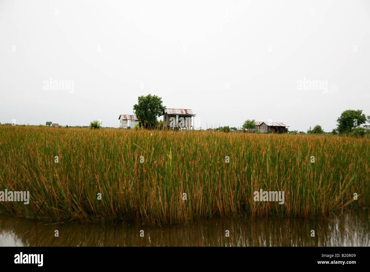 Typisches Miskit Haus im Schilf, Brus Laguna, La Mosquitia, Honduras ...