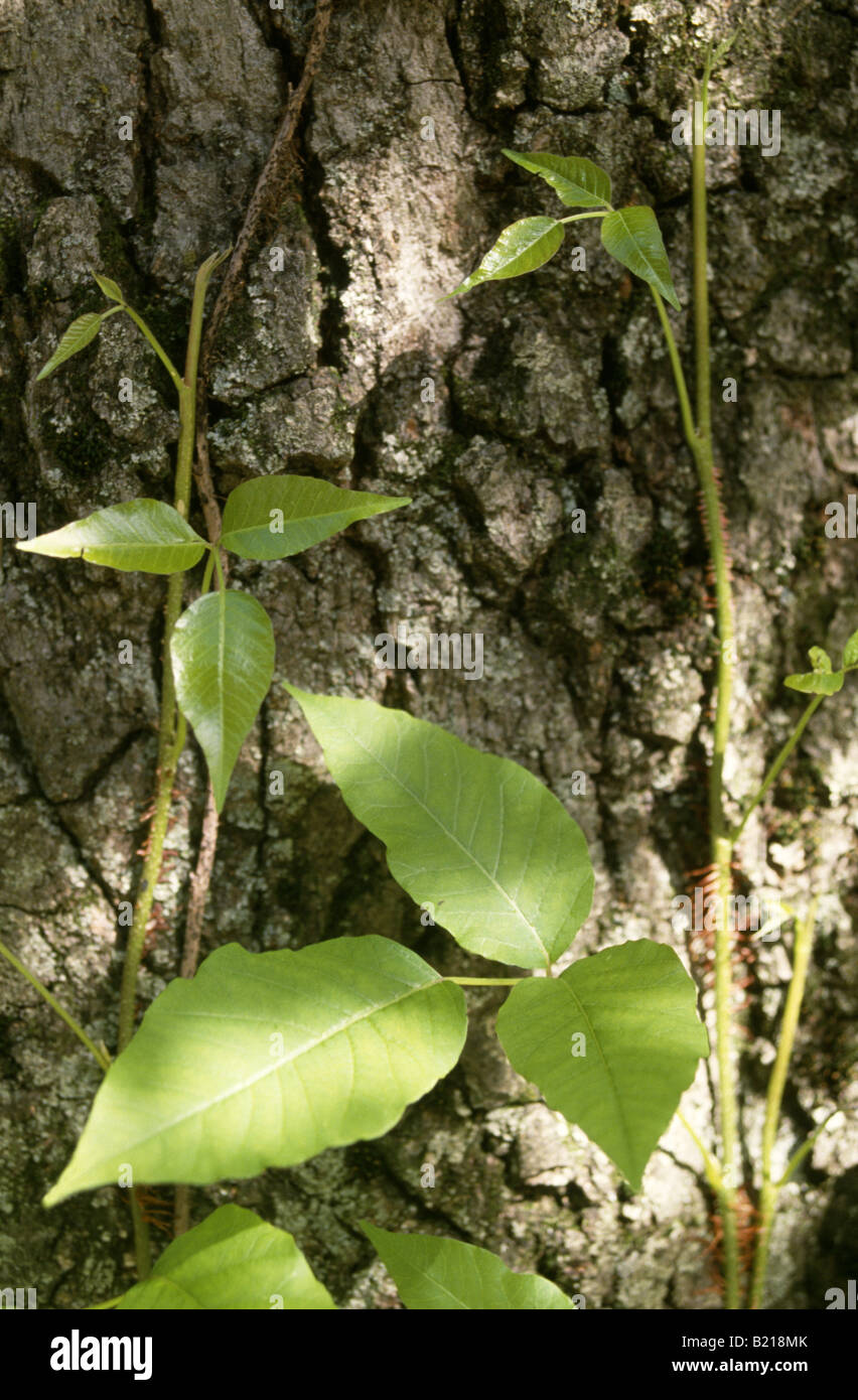 Allergisch gegen giftefeu -Fotos und -Bildmaterial in hoher Auflösung ...