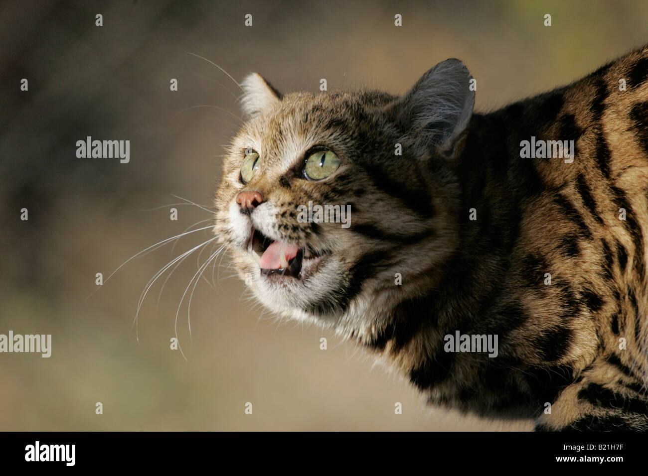 Felis nigripes -Fotos und -Bildmaterial in hoher Auflösung – Alamy