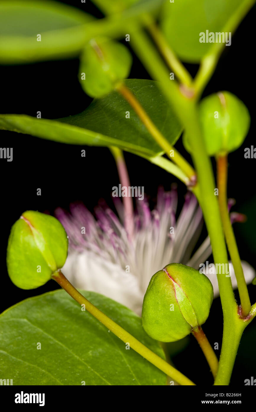 Kapern pflanze -Fotos und -Bildmaterial in hoher Auflösung – Alamy